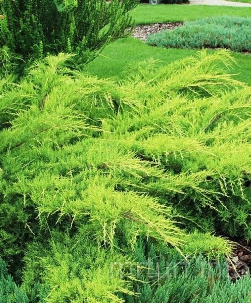 JUNIPERUS x MEDIA "PFITZERIANA OLD GOLD" - Jardinerie d'Altitude
